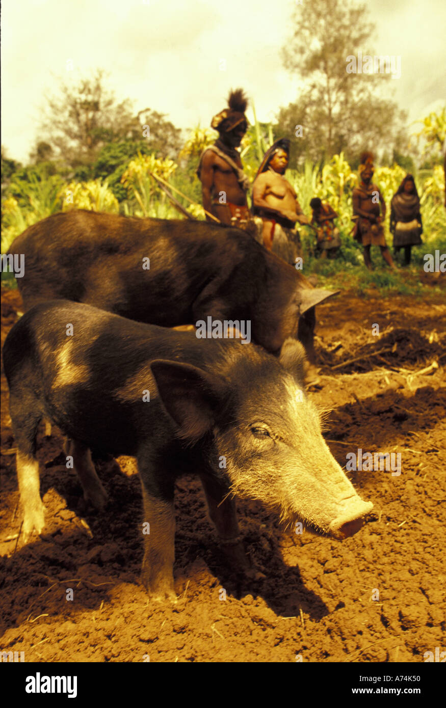 Papua new guinea tari valley hi-res stock photography and images - Alamy