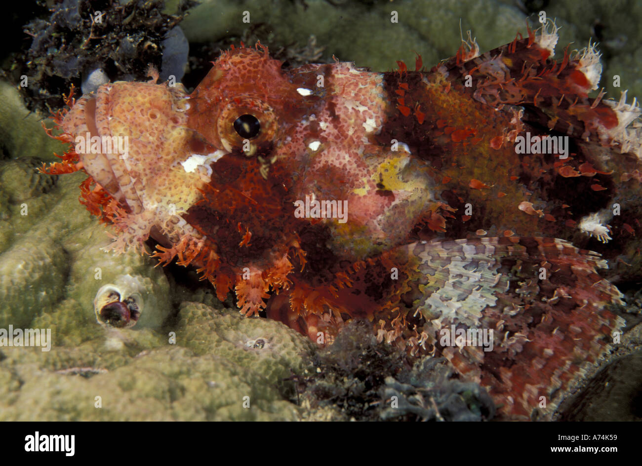 Asia, Papua New Guinea. Scorpionfish (Scorpaenopsis ocycephalus Stock ...