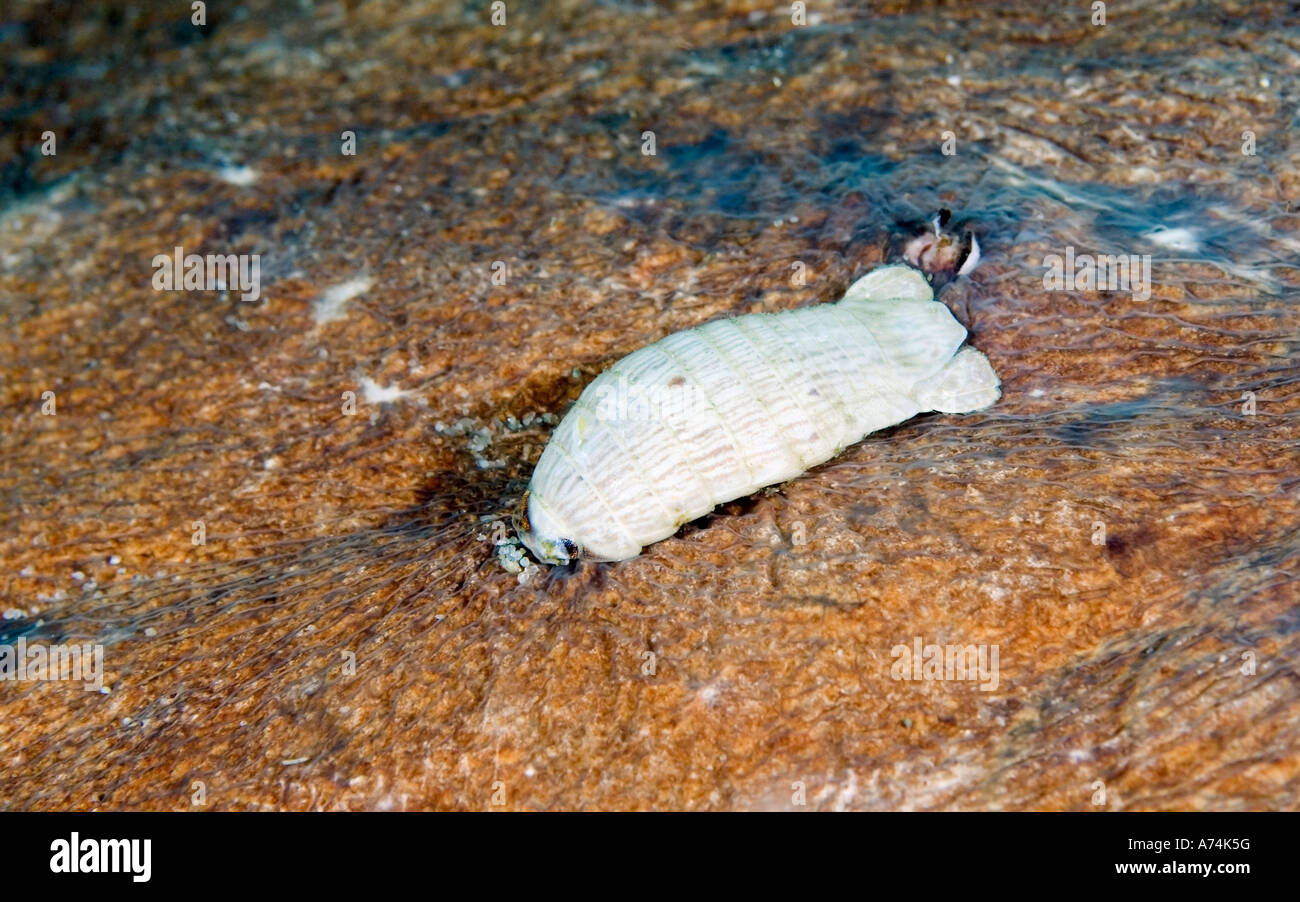 a Sea Louse, Aega serripes, on a numb ray Stock Photo - Alamy