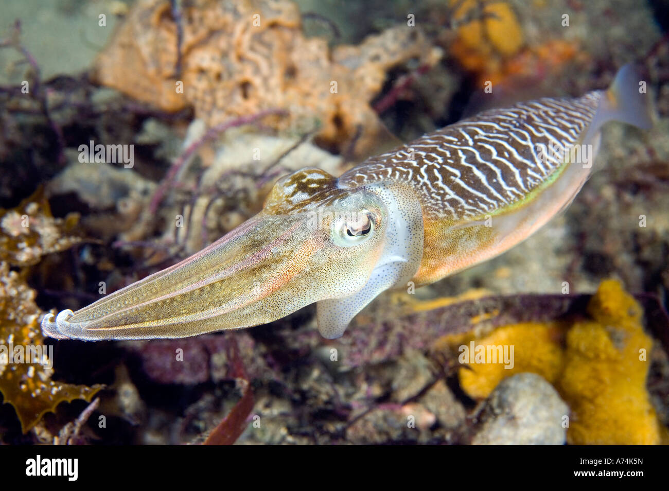 Cuttlefish Tentacles