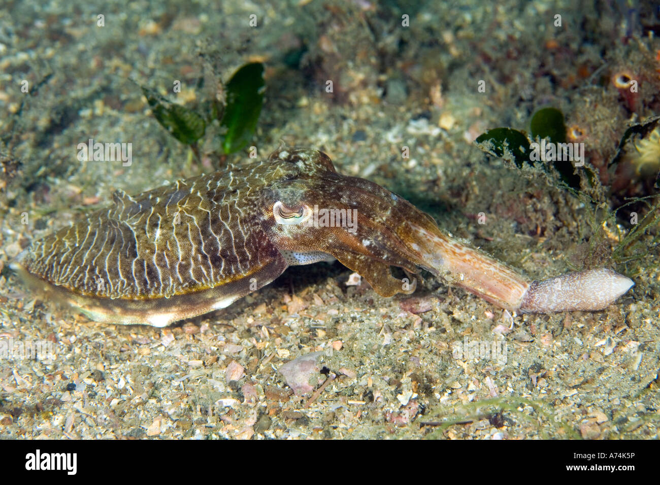Mourning Cuttlefish, Sepia plangon, eating a file or razor shell Solen ...