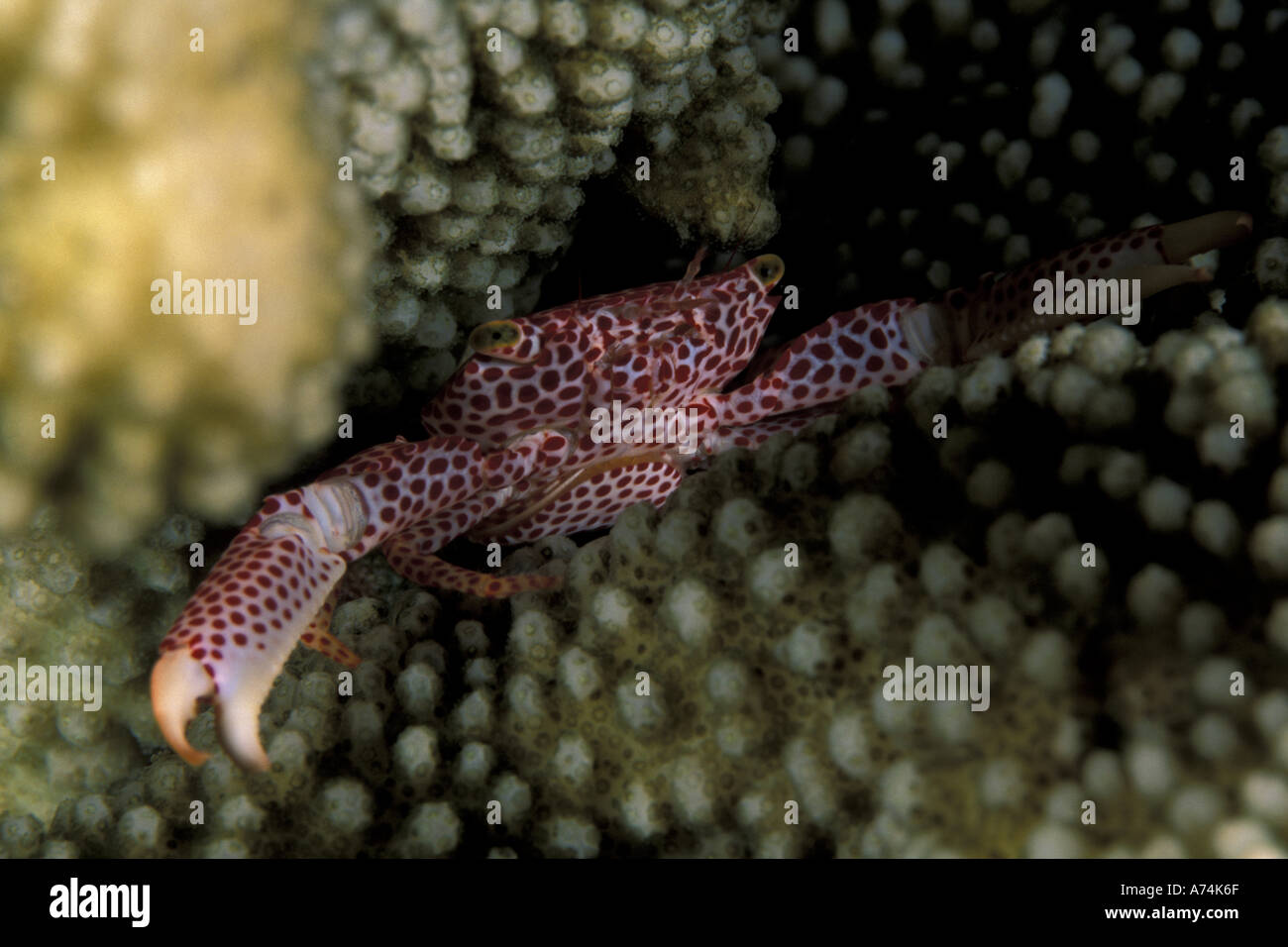 Trapezia hi-res stock photography and images - Alamy