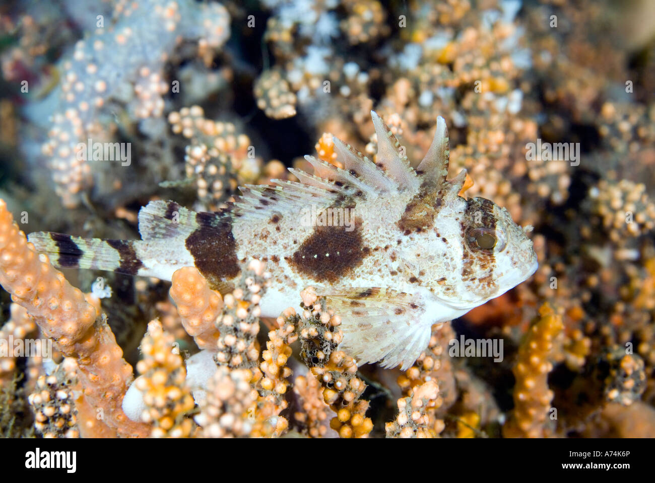 Eastern Fortescue, Centropogon australis. This fish has venomous dorsal ...