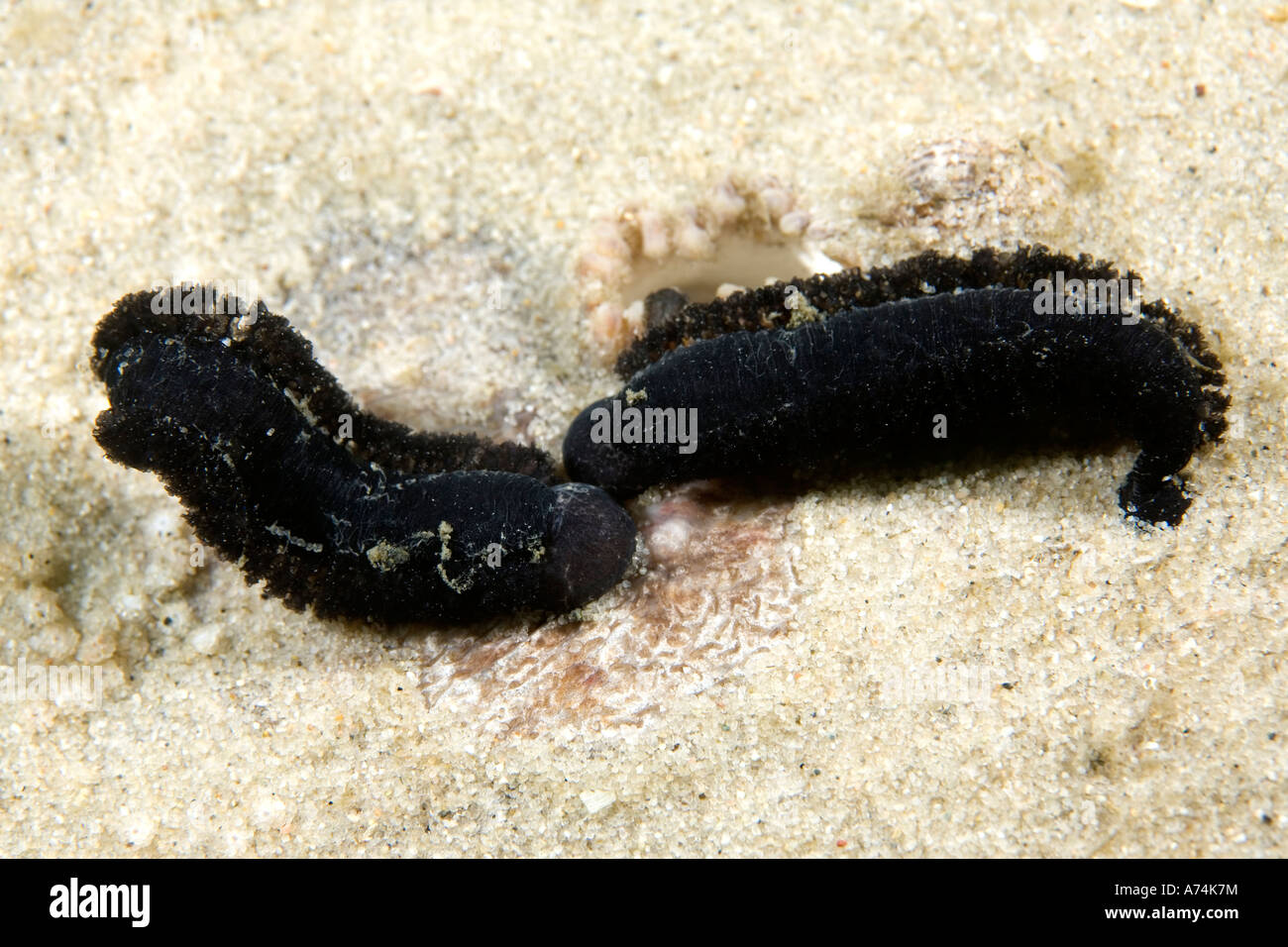Australian leeches hi-res stock photography and images - Alamy