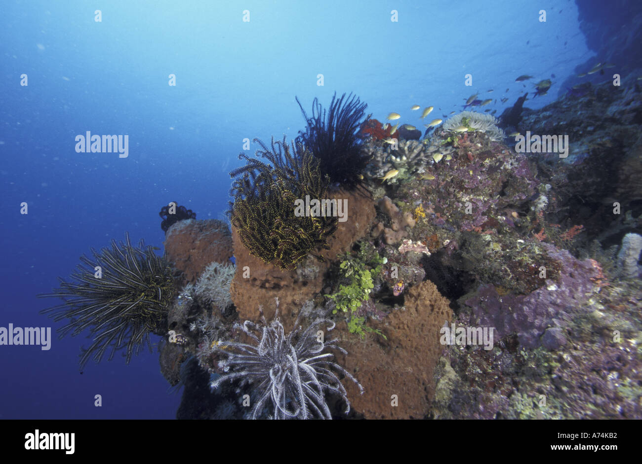 Asia, Papua New Guinea. Healthy reef system Stock Photo - Alamy