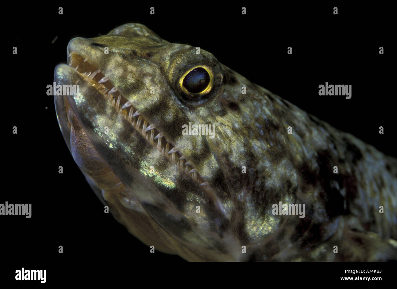 Asia, Papua New Guinea. Reef Lizardfish (Synodus variegatus Stock Photo ...