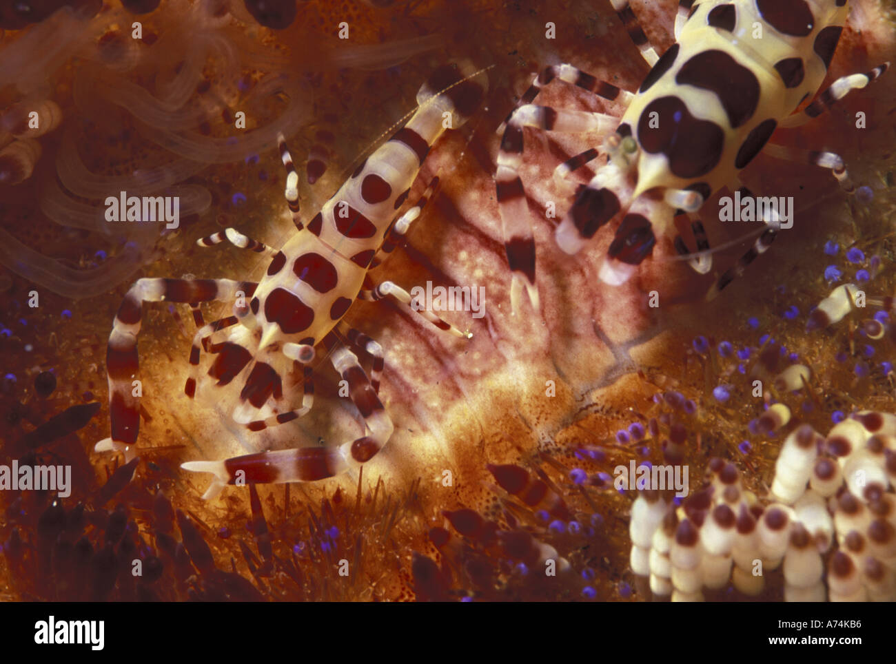 On fire urchin asthenosoma varium hi-res stock photography and images ...