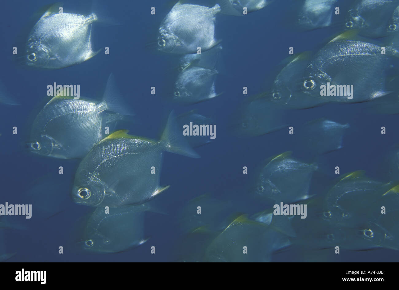 Asia, Papua New Guinea, Milne Bay. Common Ponyfish (Leiognathus equulus ...