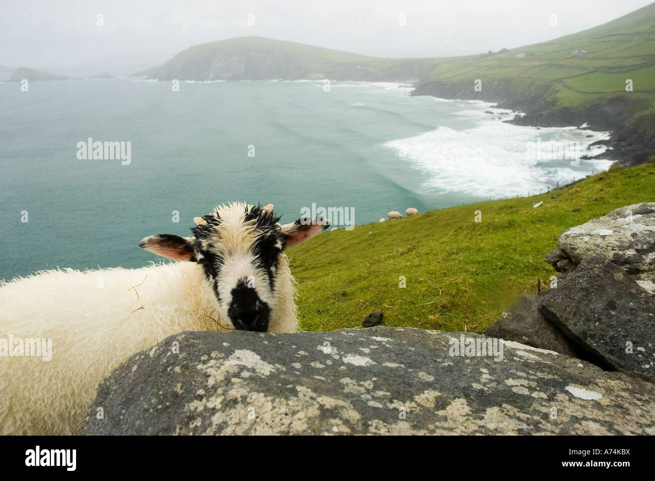 IRELAND Munster province County Kerry Dingle Slea Head viewpont Local ...