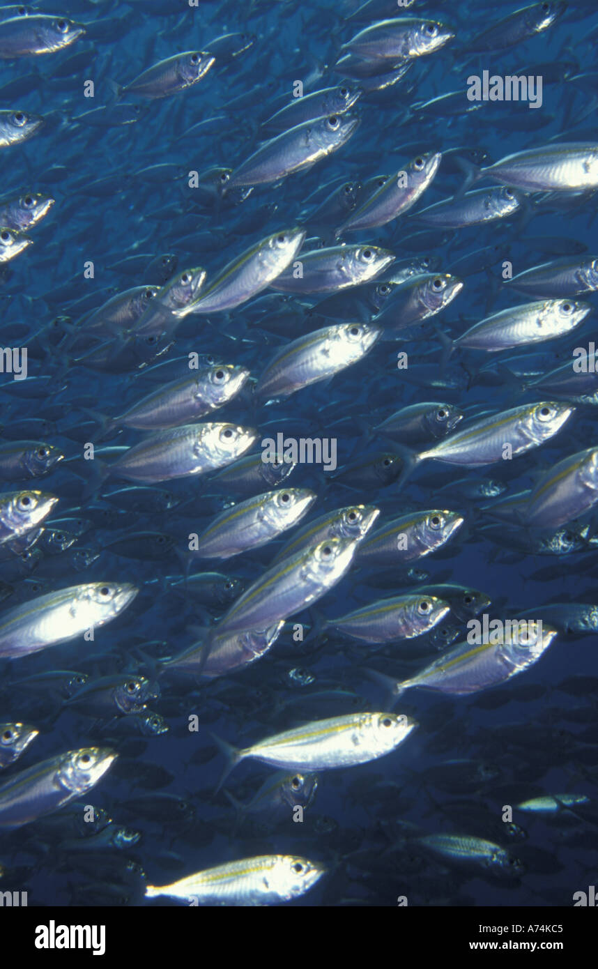 Asia, Papua New Guinea. Dense school of Milkfish (Chanos chanos Stock ...