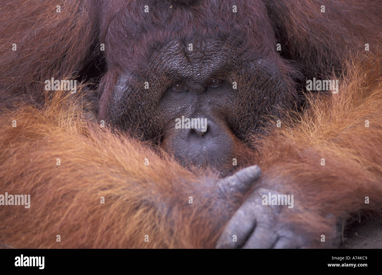 Papau New Guinea, Borneo, Tanjung National Park Orangutan (Pongo ...