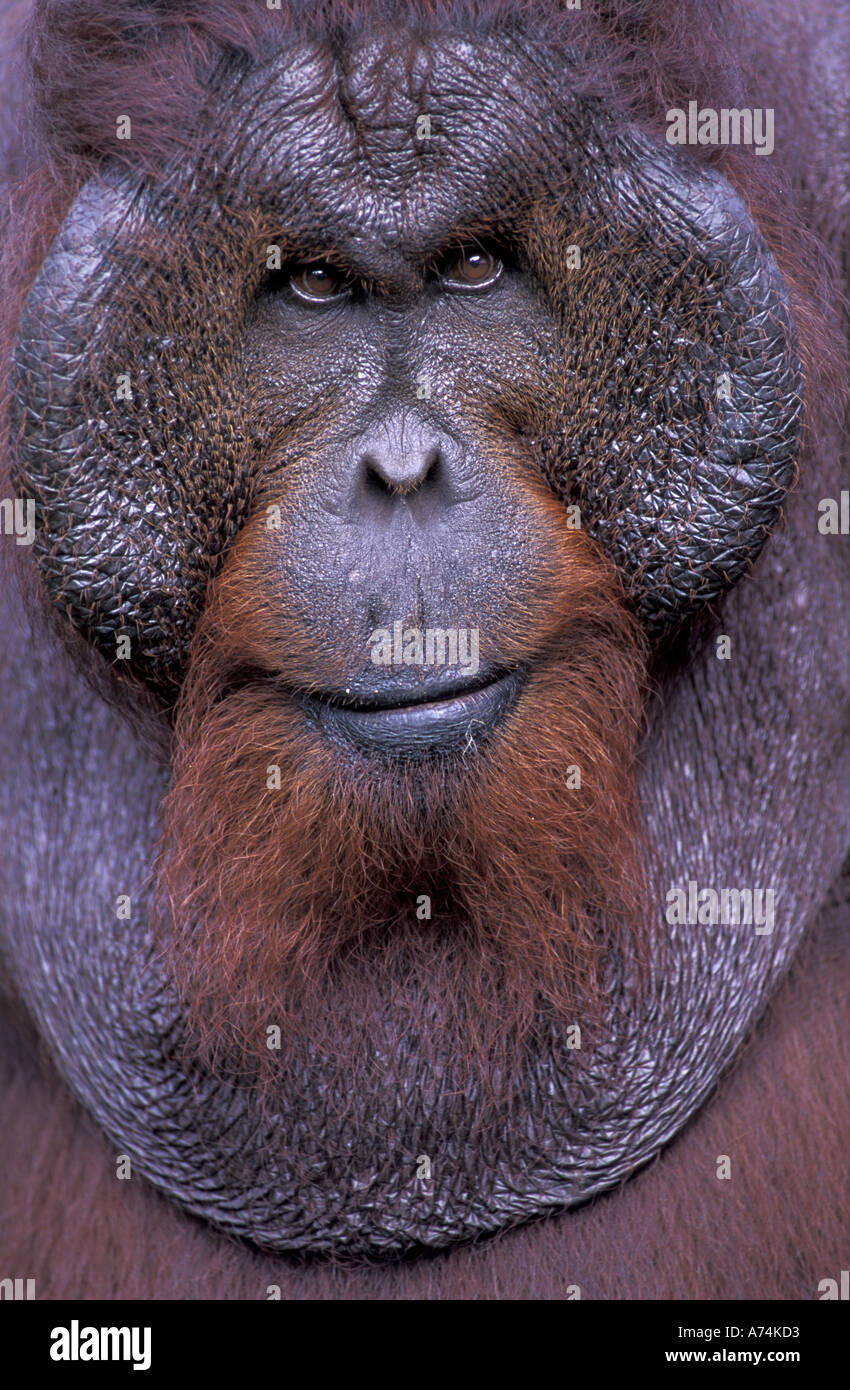 Alpha male orangutan hi-res stock photography and images - Alamy