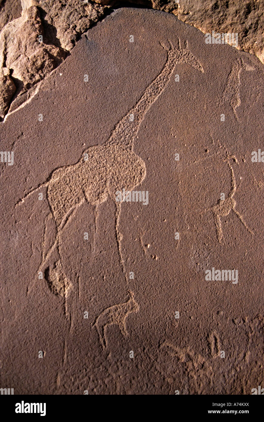 Rock art petroglyphs Twyfelfontein national monument Damaraland Namibia ...