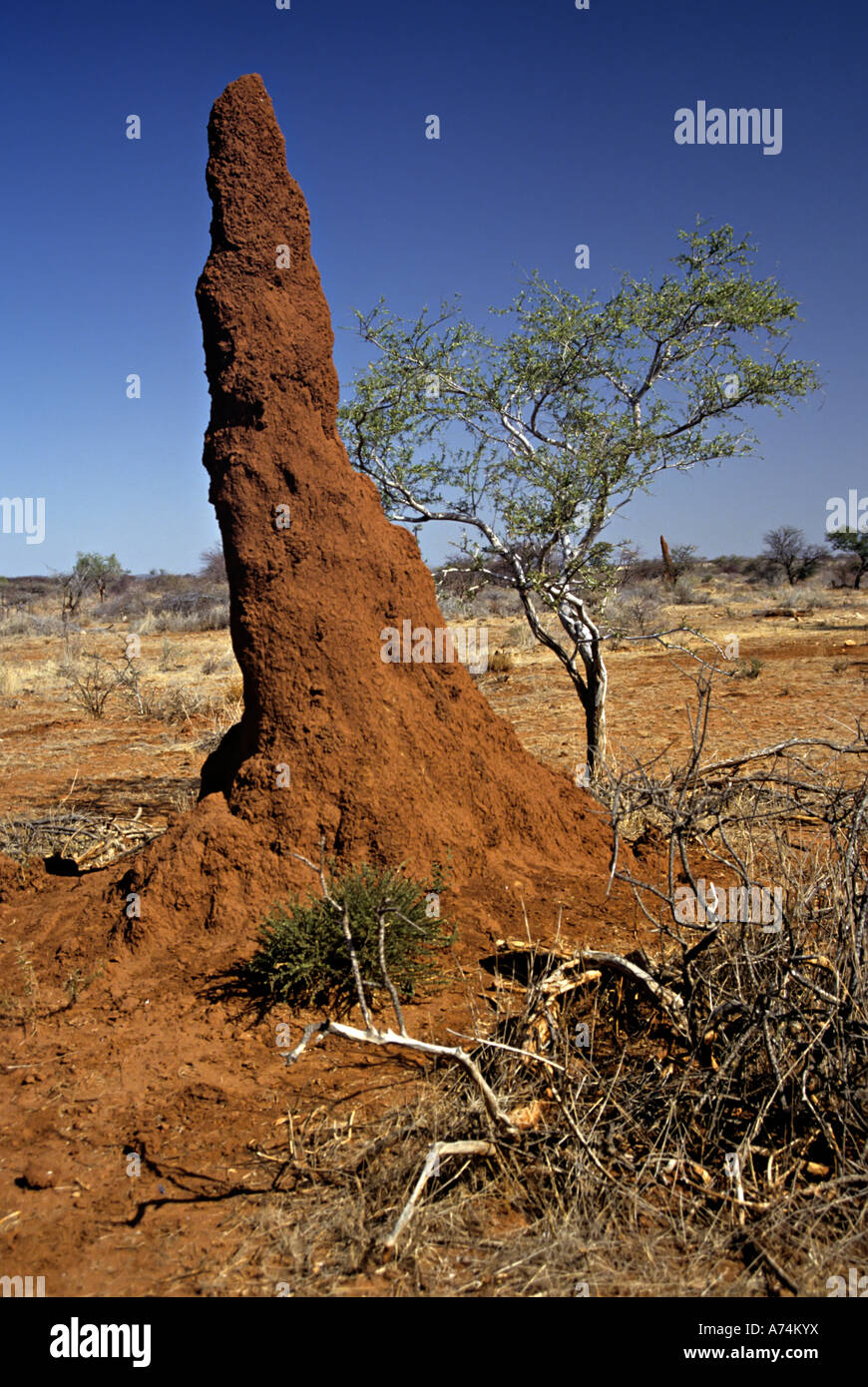 Termite tower hi-res stock photography and images - Alamy