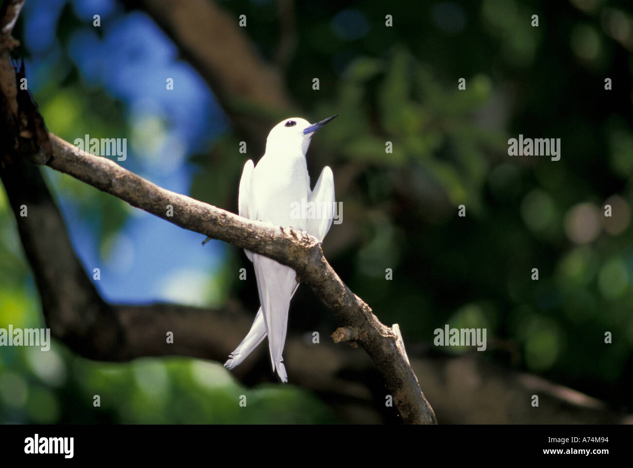 Henderson island hi-res stock photography and images - Alamy
