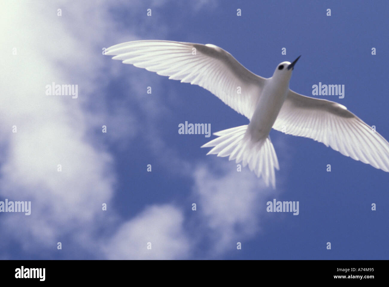 Henderson island south pacific hi-res stock photography and images - Alamy