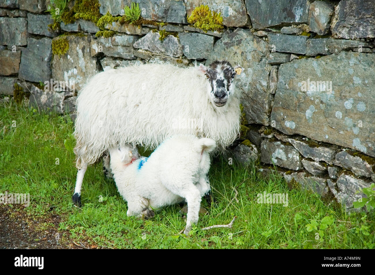 IRELAND Connemara peninsula Sheeps Stock Photo - Alamy
