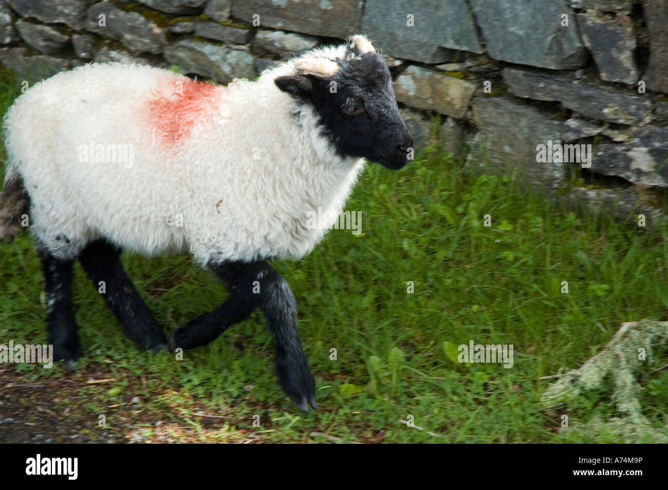 Paint marked sheep hi-res stock photography and images - Alamy