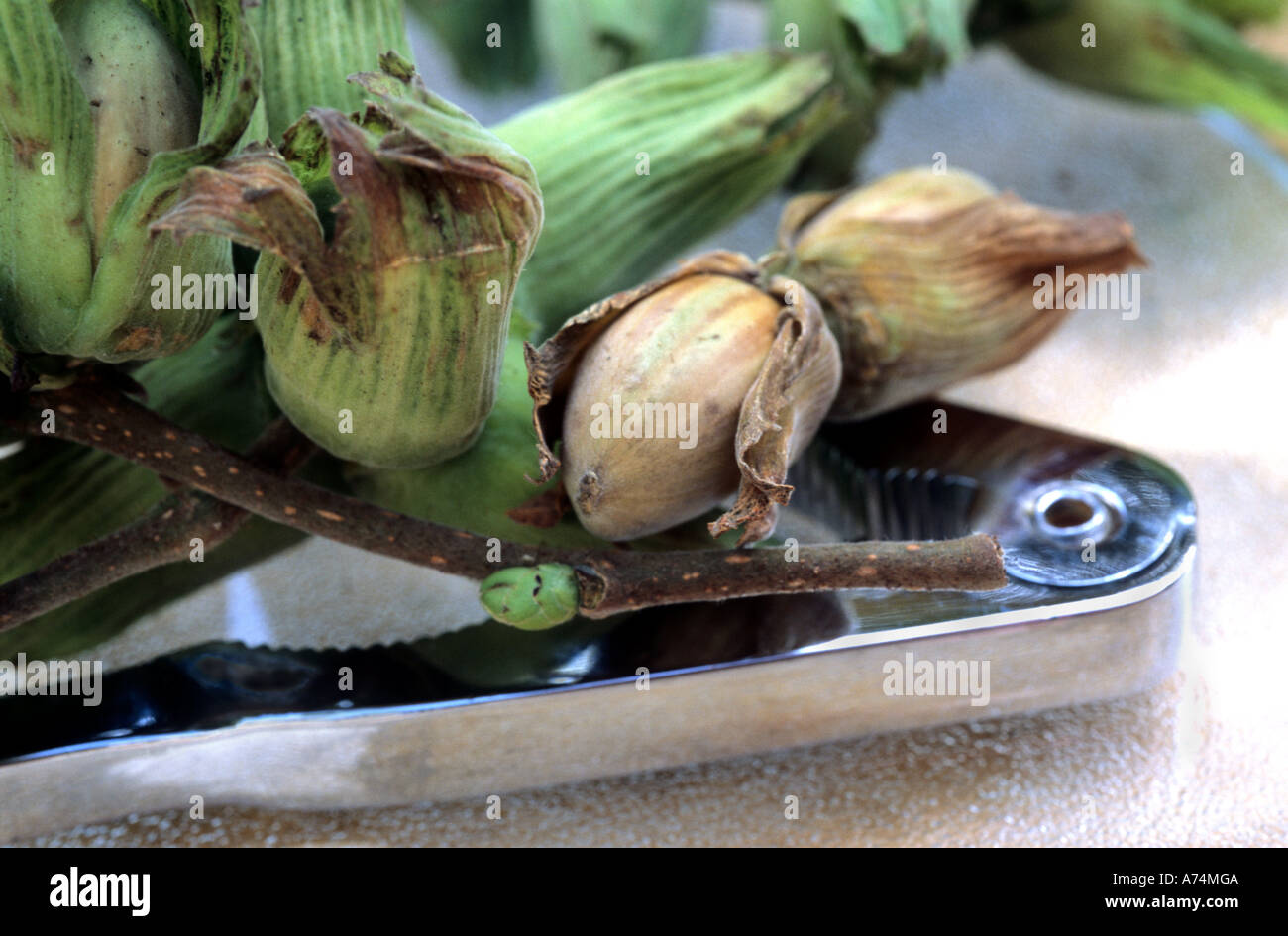 Corylus cob nut tree hi-res stock photography and images - Alamy