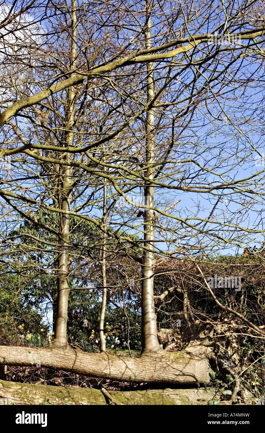 Tree Regrowth on Trees Felled in the storm that hit Southern England in ...