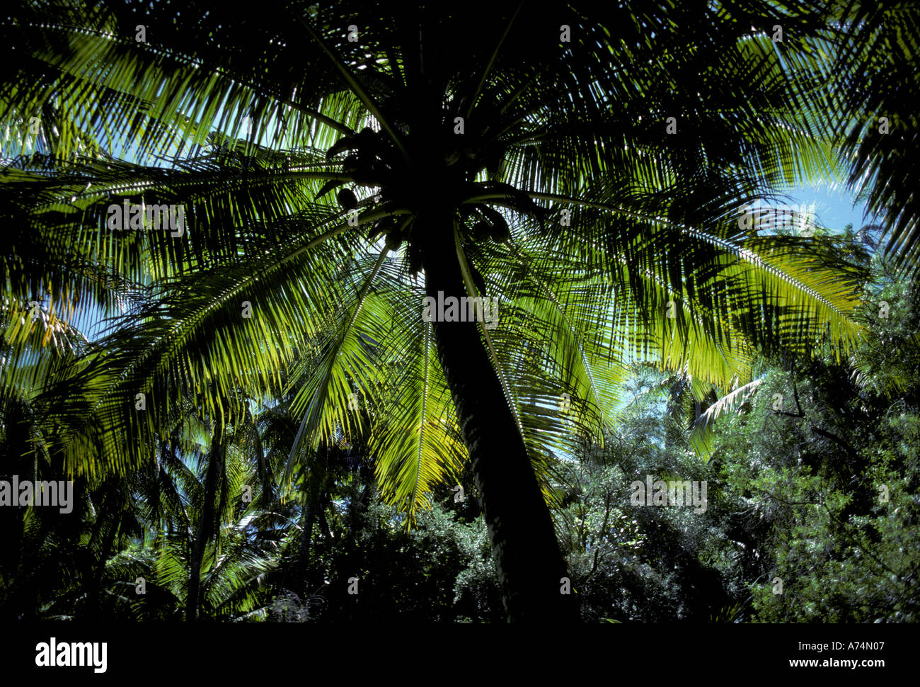South Pacific, Cook Islands, Palmerston Atoll Stock Photo - Alamy