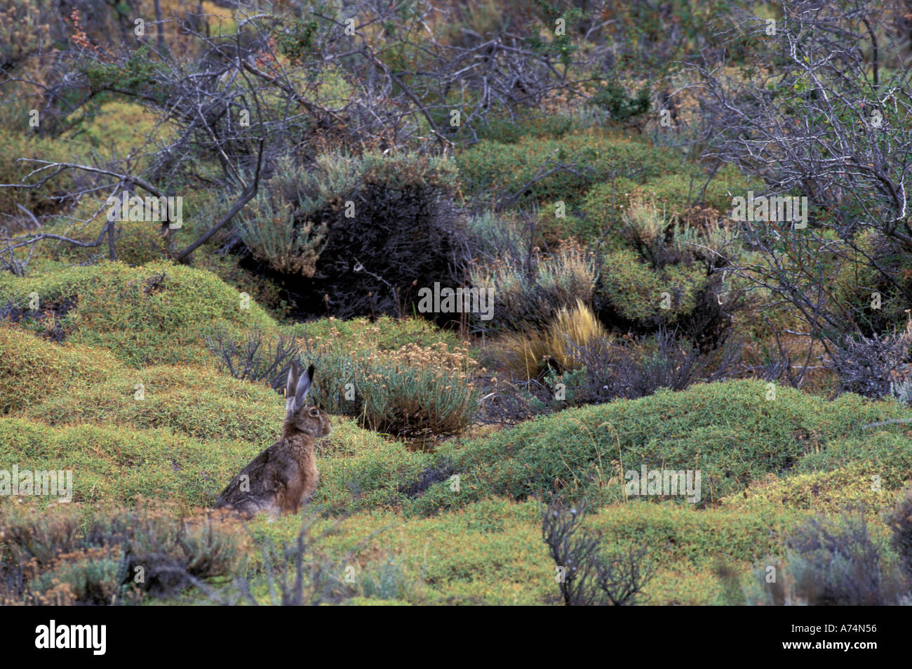 South America, Chile, Patagonia, Brown hare (Lepus europaeus ...