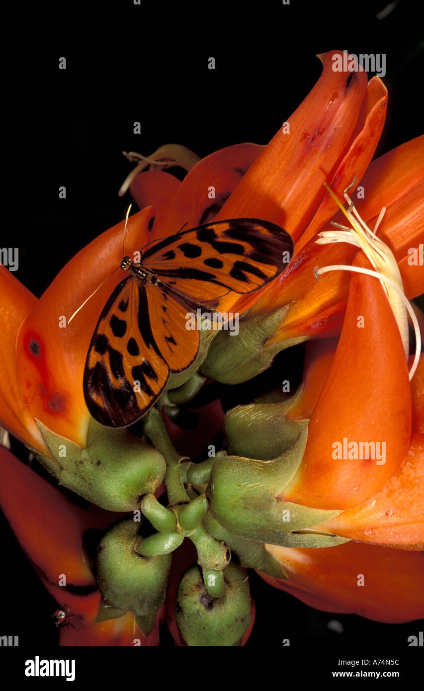 South America, Peru, Tambopata-Candamo Reserve, butterfly Stock Photo ...