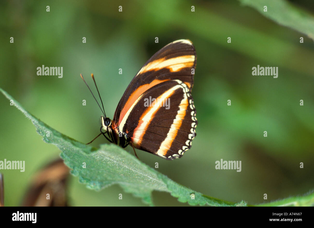 South America, Venezuela, butterfly (Dryadula phaelusa Stock Photo - Alamy