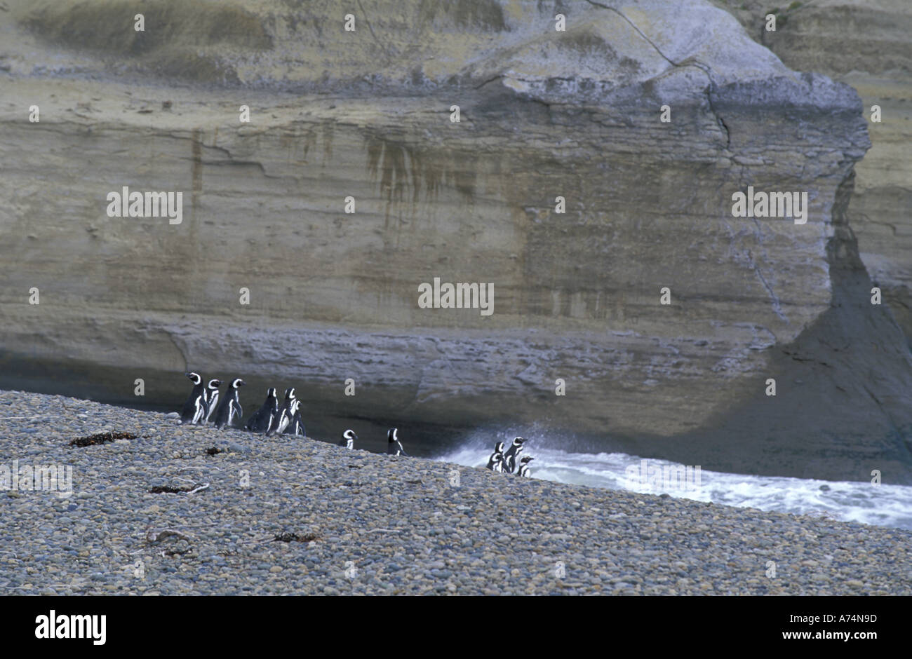 Argentina, Patagonia, Santa Cruz province, Monte Leon, Flock of ...