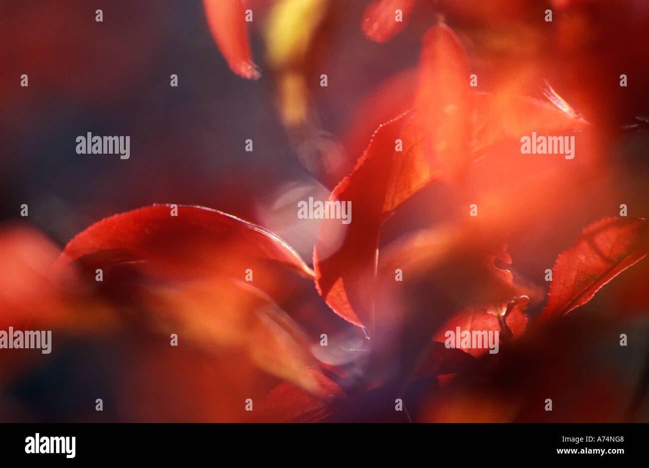 Winged spindle tree Euonymus alatus Stock Photo - Alamy