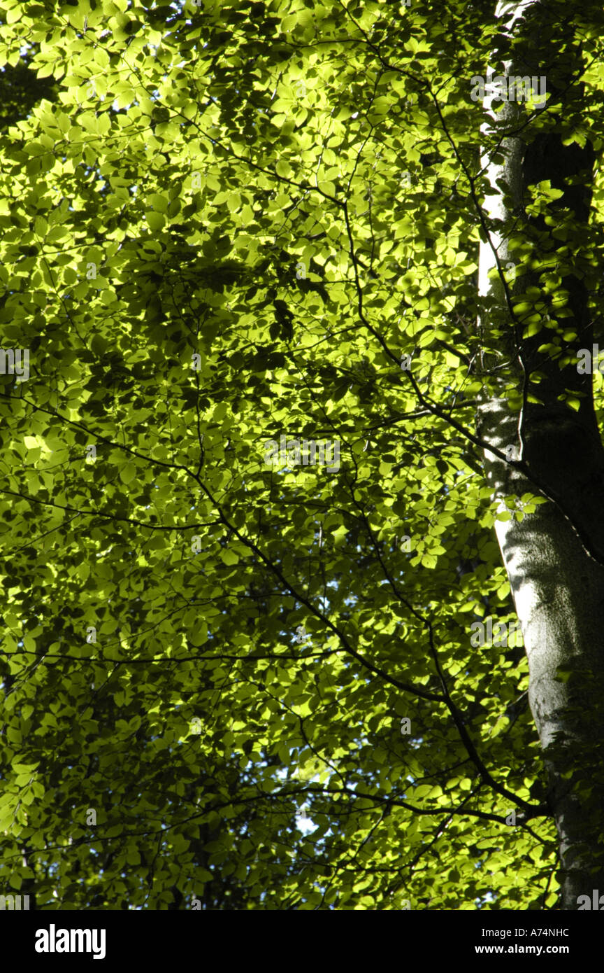 Beech tree trunk leaves springtime hi-res stock photography and images ...