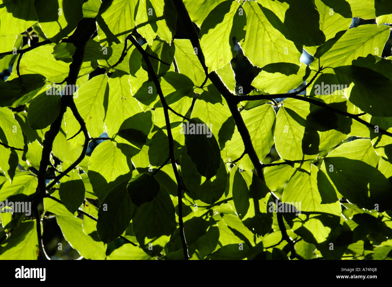 beech tree, leaves, springtime, back light Stock Photo - Alamy