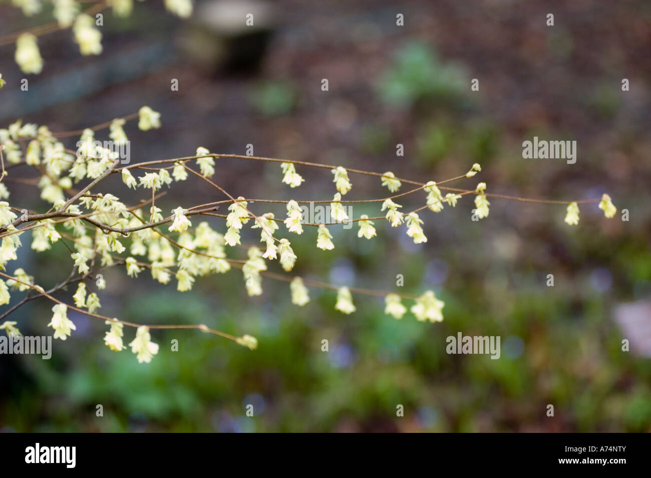 Buttercup Winter Hazel Plant Corylopsis pauciflora, Hamamelidaceae ...