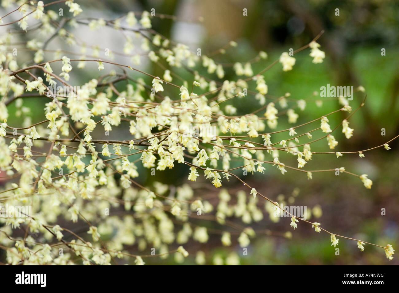 Buttercup Winter Hazel Plant Corylopsis pauciflora, Hamamelidaceae ...