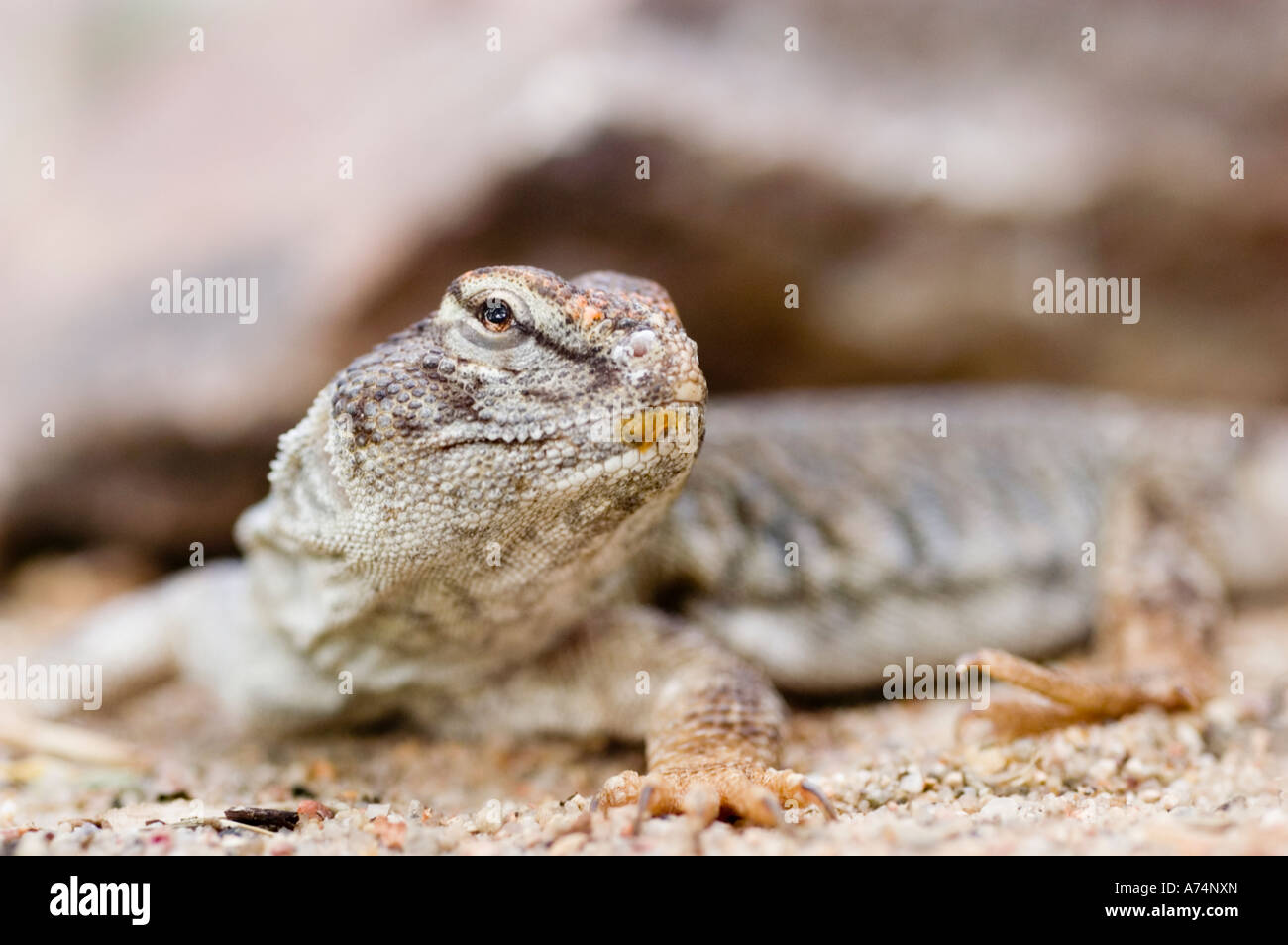 African Spiny tailed Lizard - Uromastyx acanthinurus, Morocco Stock ...