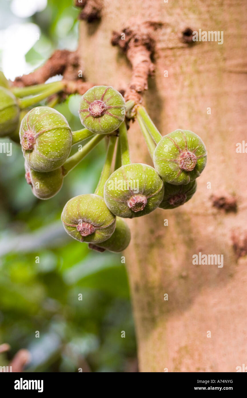 Fruits of Ficus Roxbourghii, Tropical Asia forest Stock Photo - Alamy