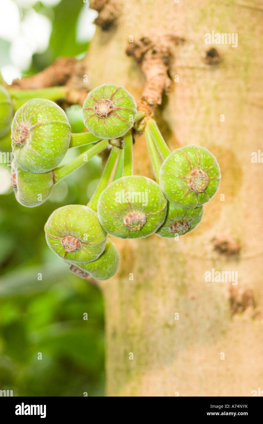 Fruits of Ficus Roxbourghii, Tropical Asia forest Stock Photo - Alamy