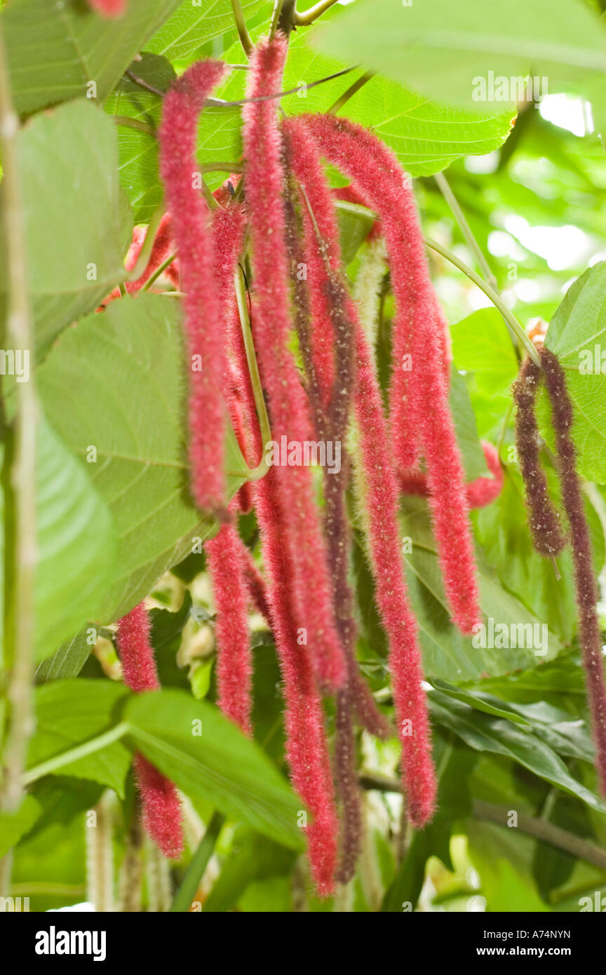 Red flowers of Acalypha Hispida, Euphorbiaceae, Tropical forest Stock ...