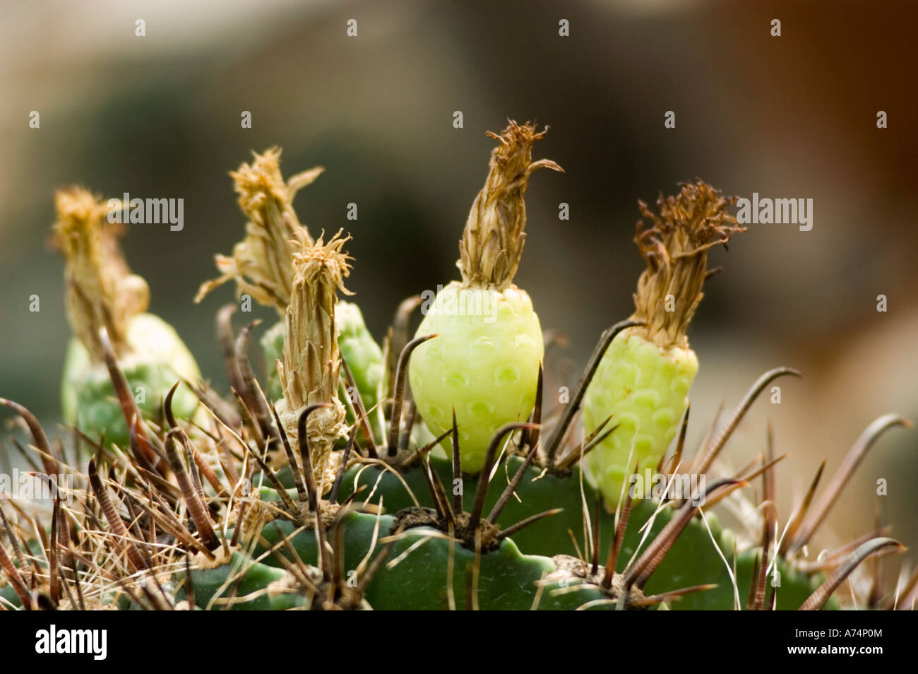 Cactus young fruits - Ferocactus peninsulae, Cactaceae, Mexico Stock ...
