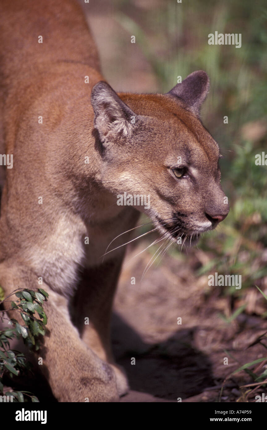 CA, Belize. Puma in the Cockscomb Basin Jaguar Preserve Stock Photo - Alamy