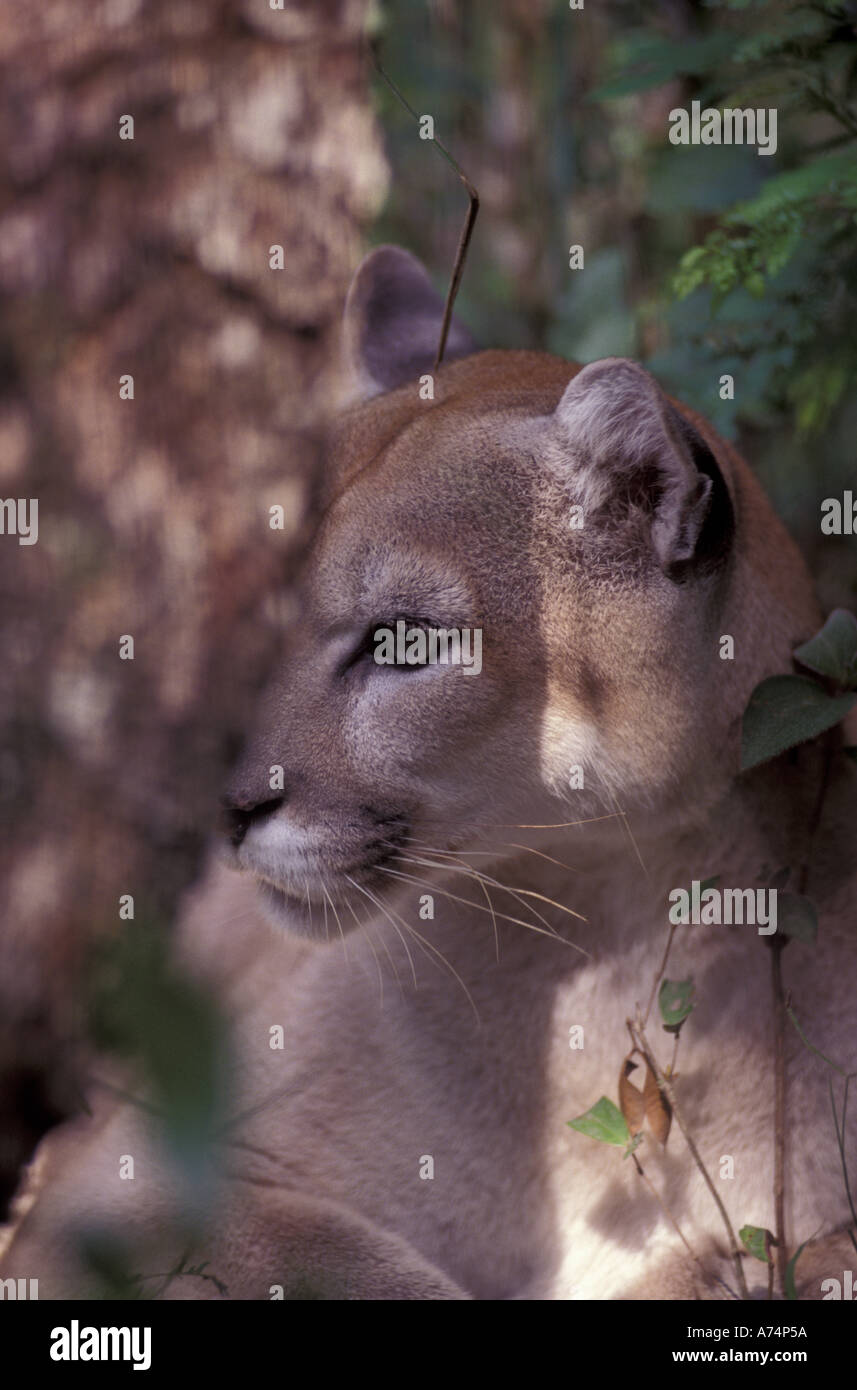 Puma belize hi-res stock photography and images - Alamy