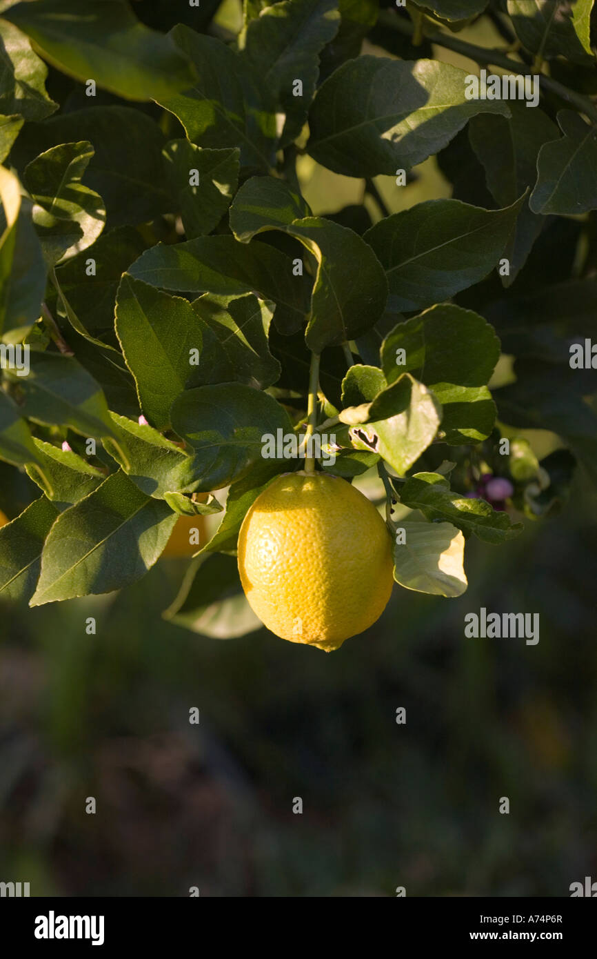 A single lemon growing on a tree in a north Florida.garden Stock Photo ...