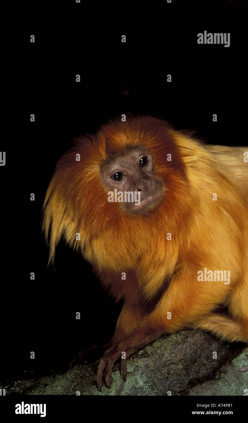 Brazil, Golden Lion Tamarin Monkey Stock Photo - Alamy