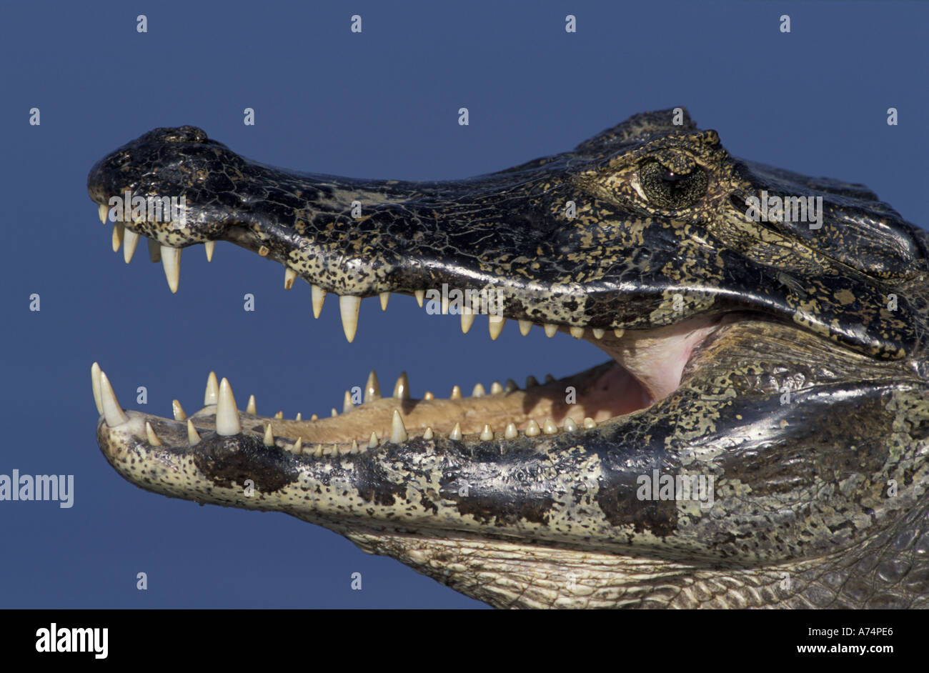 South America, Brazil, Pantanal Close-up of caiman (Caiman crocodilius ...