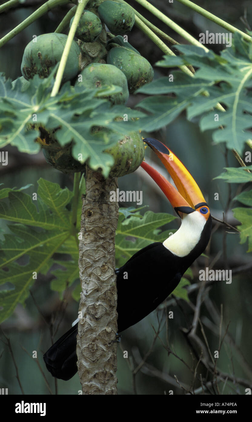 Toco toucan eating hi-res stock photography and images - Alamy
