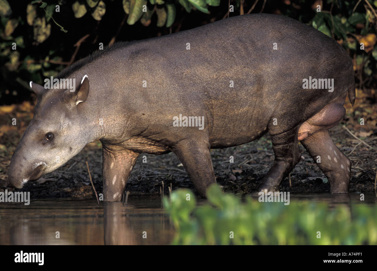 South America, Brazil, Tapir drinking Stock Photo - Alamy