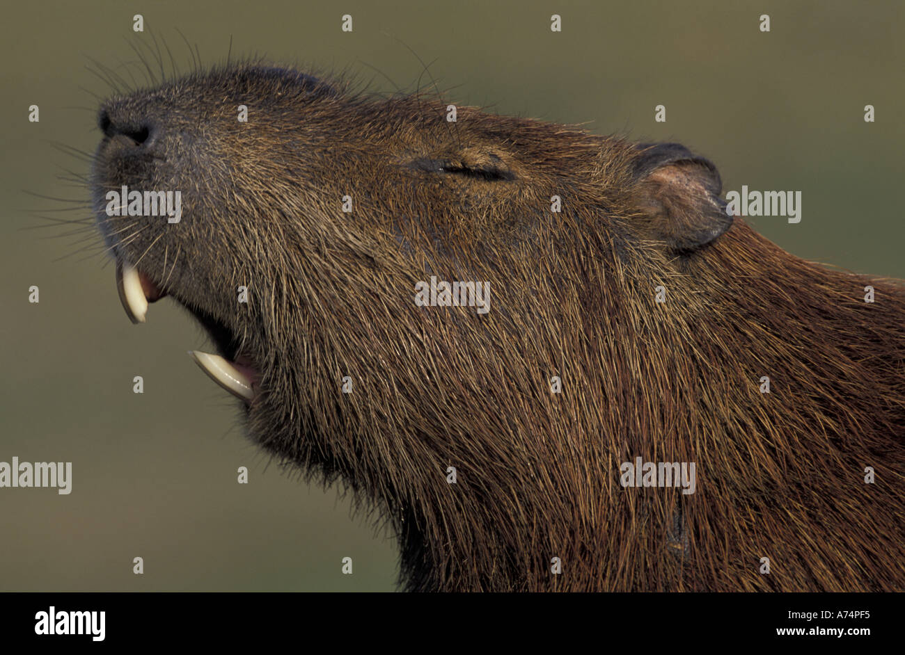 South America, Brazil, Pantanal Capybara (Hydrochoerus hydroaeris) male ...