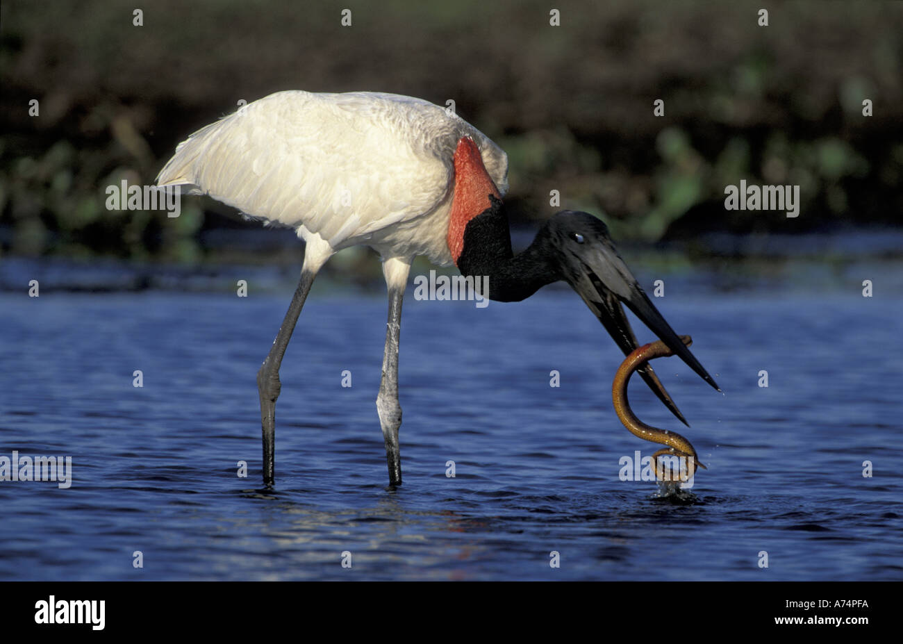 Snake catching bird hi-res stock photography and images - Alamy