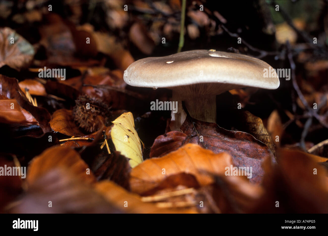 Clouded Agaric Clitocybe nebularis Stock Photo - Alamy