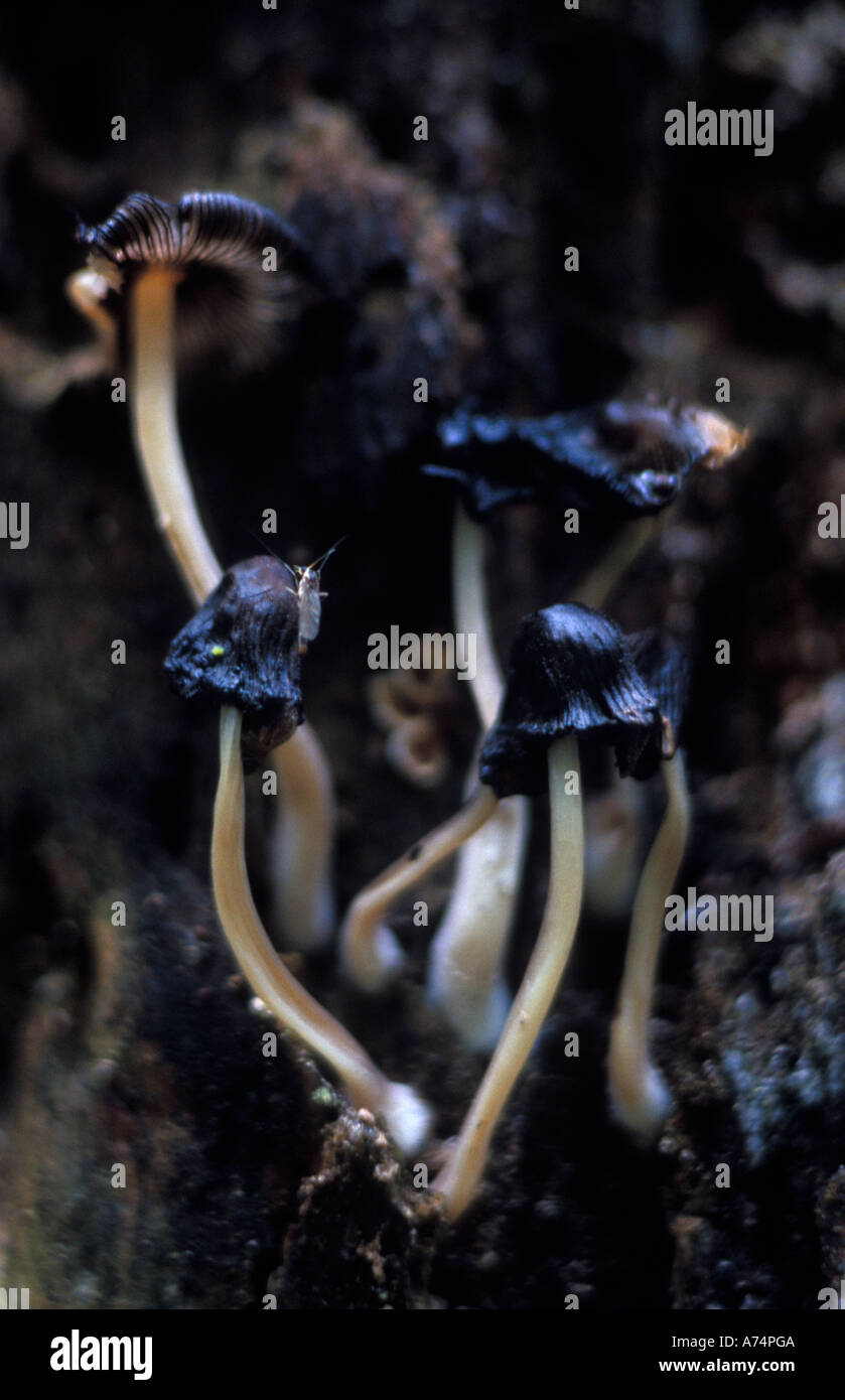 Ink cap coprinus atramentarius hi-res stock photography and images - Alamy